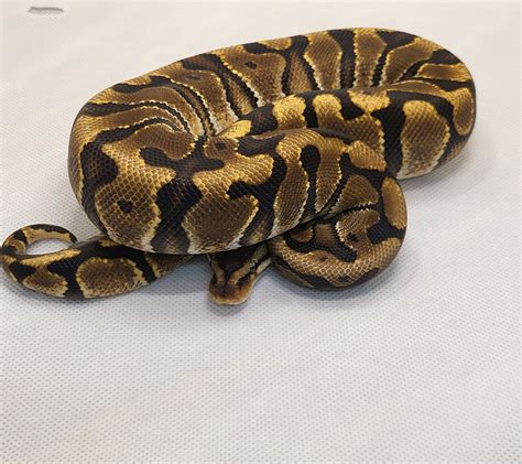 Hidden Gene Woma Ball Python By Python Antics Morphmarket