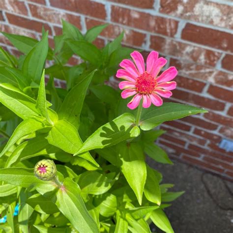 Lazy Daisy Design Finds