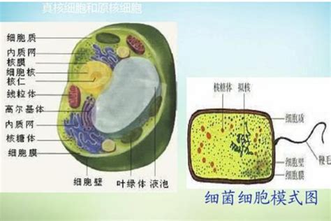 什么是真核细胞？什么是原核细胞 百度经验