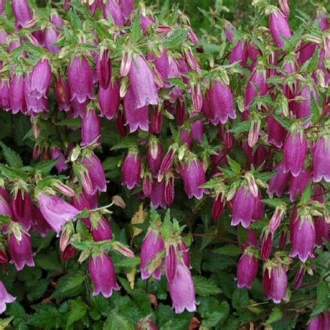 Колокольчик точечный (Campanula punctata) купить в интернет-магазине ...
