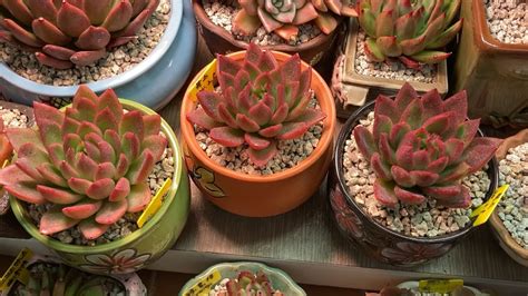 왁스 삼형제가 나란히 모여서 이쁘게 물들이고 있어요 로라클론도 빨갛게 물들고 레드샴페인도 앙블리는 언제나 이쁘구요 ~~~~~~💕 Youtube