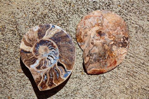 Fossil Spiral Snail Stone Real Ancient Shell Stock Image Image Of Extinct Isolate 19468303