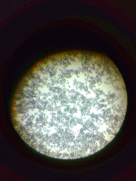 Teknologi Farmasi Amylum