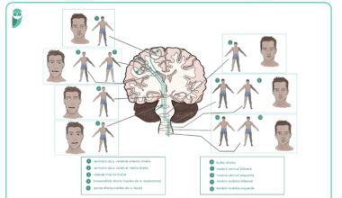 Resumo de Análise de Urina resultados alterações e mais
