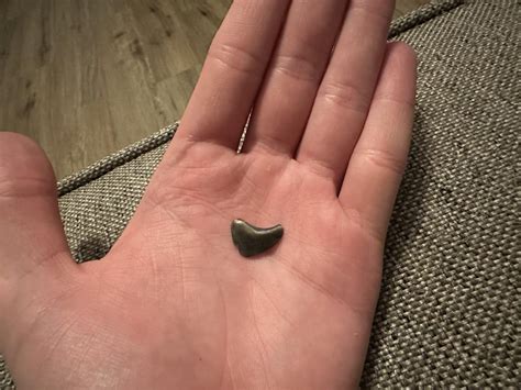 Fossilized Shark Tooth Id R Fossilid