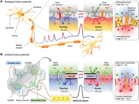 Action Potential