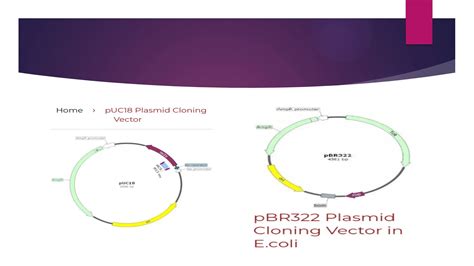 Puc Vectors Puc 8 18 19 Microbial Biotechnology Pptx