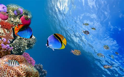 Underwater Wallpaper 1080p