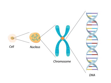 Chromosome Structure Telomere