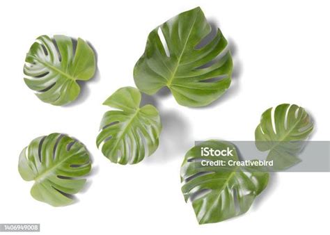 녹색 열대 정글 몬스터는 흰색 배경에 고립 된 그림자가있는 잎을 남깁니다 스위스 치즈 공장이 잘렸다 현실적인 나뭇잎 세트 상단 보기 트렌디 한 식물 3d 렌더링 0명에 대한