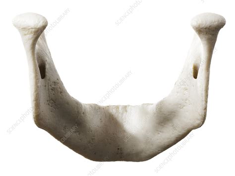 Jaw Illustration Stock Image F Science Photo Library