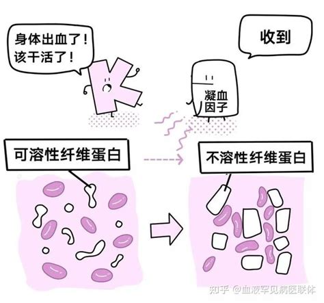 关注玻璃人丨补充维生素K对治疗血友病有用吗 知乎