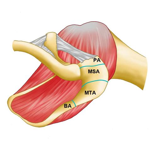 Os Acromiale Acromion Possible Non Fused Ossification Centers