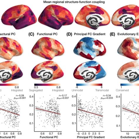 Variability In Structure Function Coupling Reflects Cortical Download Scientific Diagram