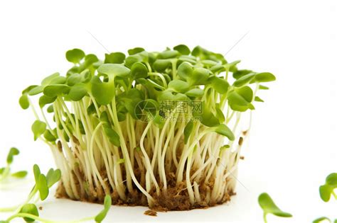 新鲜苜蓿芽高清图片下载 正版图片600271840 摄图网