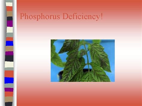 Lesson 6 Determining Nutrient Functioning And Utilization Common