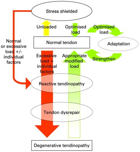 Tendon Pathophysiology Physiopedia