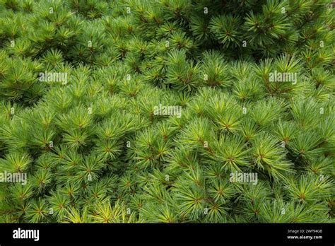Pinus Strobus Elkins Dwarf Eastern White Pine Tree In Summer Stock