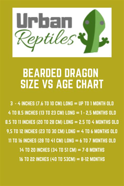 Bearded Dragon Lifespan How Long Does A Bearded Dragon Live