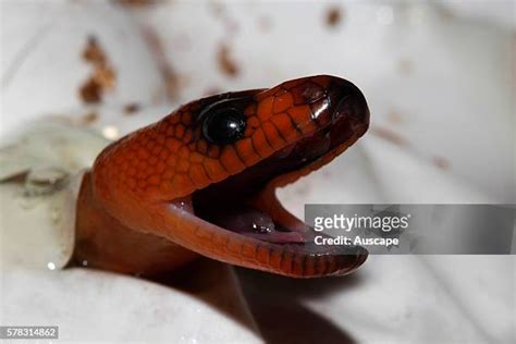 Python Egg Photos And Premium High Res Pictures Getty Images