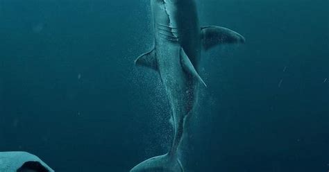 Ancient Megalodon Teeth Reveal The Terrifying Shark Was In A League Of