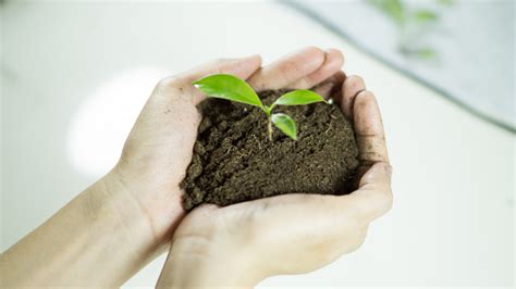 여자의 손을 잡고 지상에서 성장 하는 식물 녹색 모 종 토양에서 성장 하는 생태 개념 세계 환경의 날 지구의 날 세계 식량의 날 개념 희망 새로운 생활 또는 Csr 활동 0