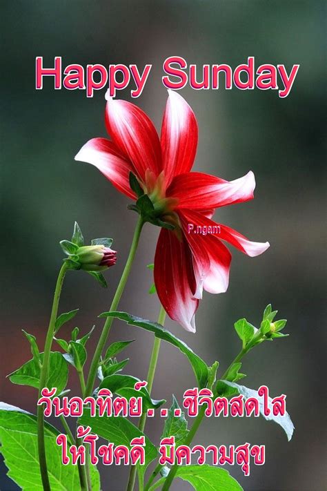 วันอาทิตย์ สุขสันต์วันอาทิตย์ วันอาทิตย์ สวัสดีตอนเช้า