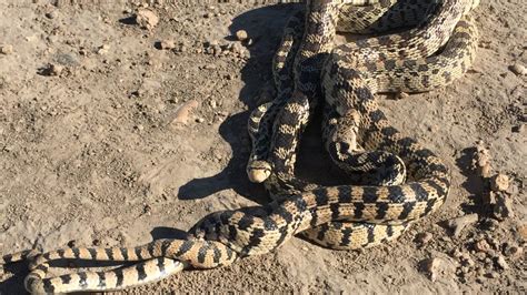 An Encounter With Mating Gopher Snakes