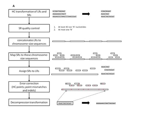 Bioinformatics Article Reviews Improving Pacbio Long Read Accuracy By Short Read Alignment