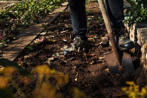 남자는 정원 그의 다리와 초점에 스페이드에 야채까지 작업 개념 금속에 대한 스톡 사진 및 기타 이미지 금속 꽃 식물 남자 Istock
