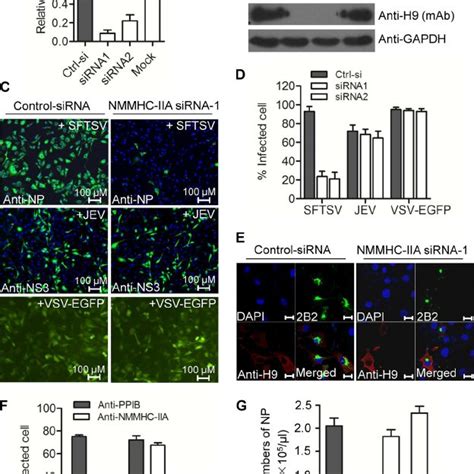 Interaction Of Nmmhc Iia With Sftsv Glycoprotein Gn A Vero Cells Download Scientific Diagram