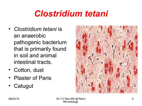 Tetanus Teaching Basics Ppt