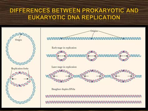 Presentation On Eukaryotic Dna Replication Ppt