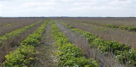 Lignin Valorization Khaitan Bioenergy