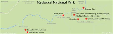 Hyperion Tree Famous Redwoods