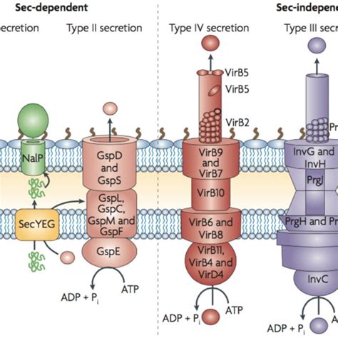 Schematic Overview Of The Major Protein Secretion Systems In
