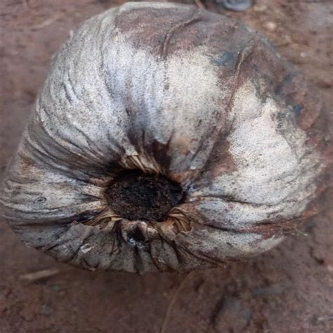 Die Object Detection Dataset By Sri Ramakrishna Engineering College