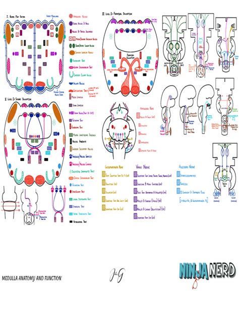Medulla Anatomy And Function 1 Pdf