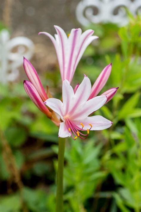 タヌキノカミソリ あだっちゃんの花鳥風月