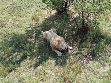 Male Lion Lying In A Green Clearing Basking In The Sun Stock Image