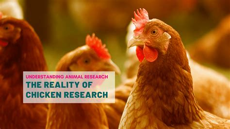 Genetically Modified Chicken Growth