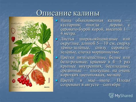 Калина Фото И Описание Кустарника – Telegraph