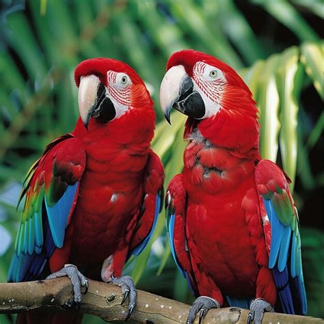 Two Red Parrots Sitting Next To Each Other Premium Ai Generated Image