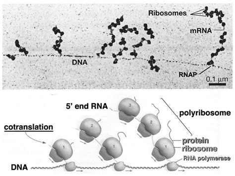 Ribosomes Electron Microscope
