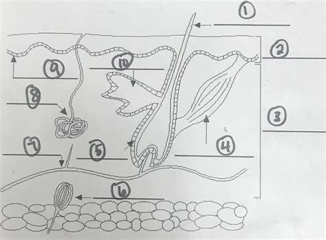 Anatomy Unit 2 Integumentary System Diagram Quizlet