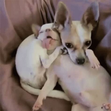 Sleeping Dogs S