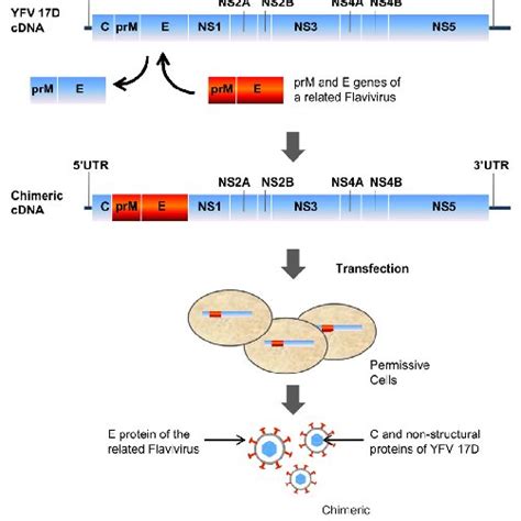 Pdf Flavivirus Reverse Genetic Systems Construction Techniques And