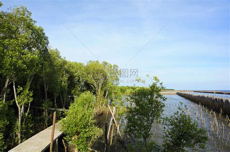 泰国红树森林情况叶子生物学踪迹红树林天桥娱乐场景小路行人丛林高清图片下载 正版图片320411489 摄图网