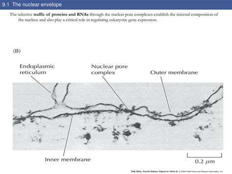 Ppt The Structure And Function Of The Nuclear Envelope Powerpoint Presentation Id 7018298