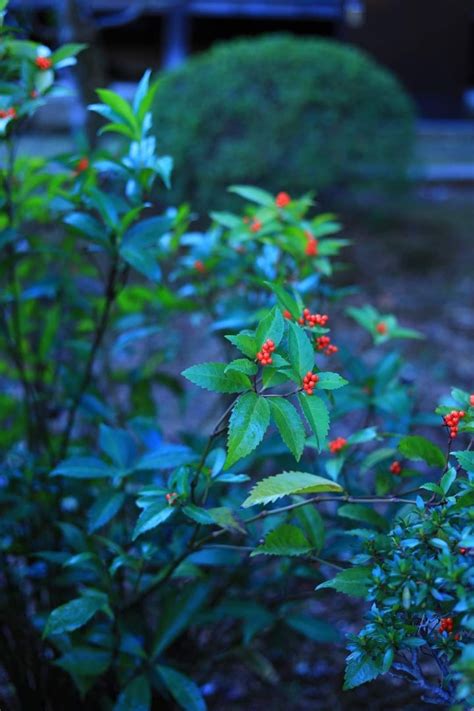 一両・十両・百両もあるそうですが 一日一花